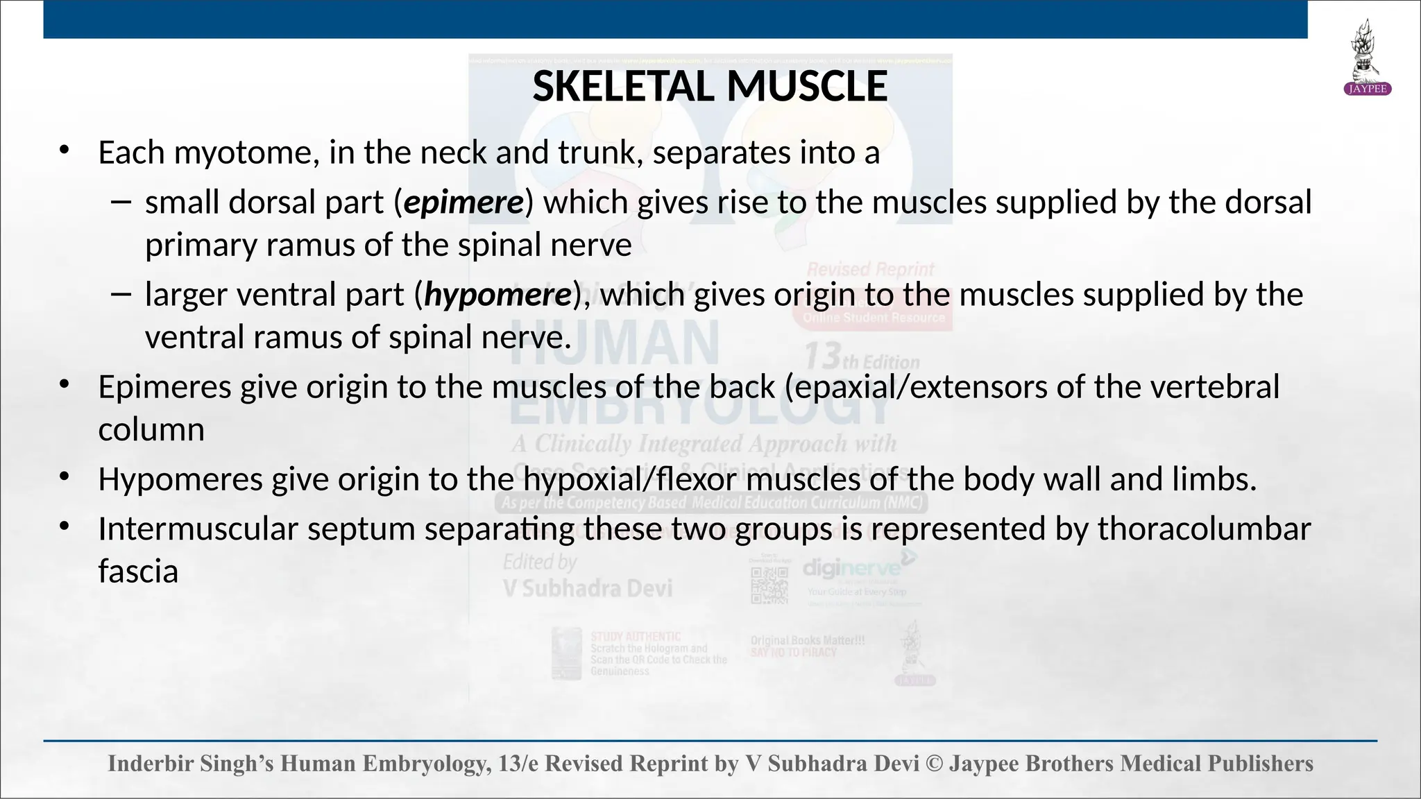 Development of skeletal and muscular system and skull bones.pptx