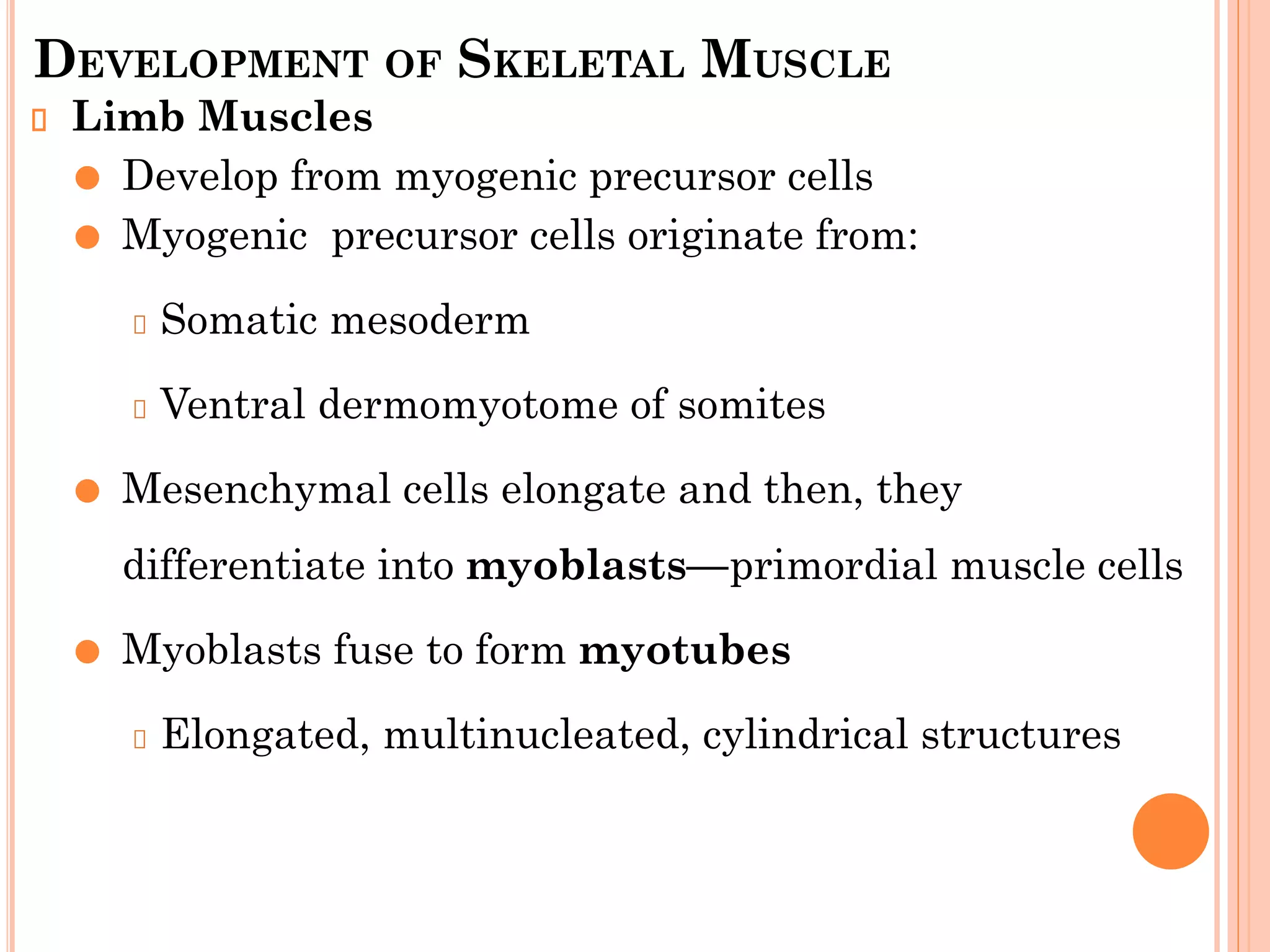 Development of Skeletal Muscle.pptx.pdf