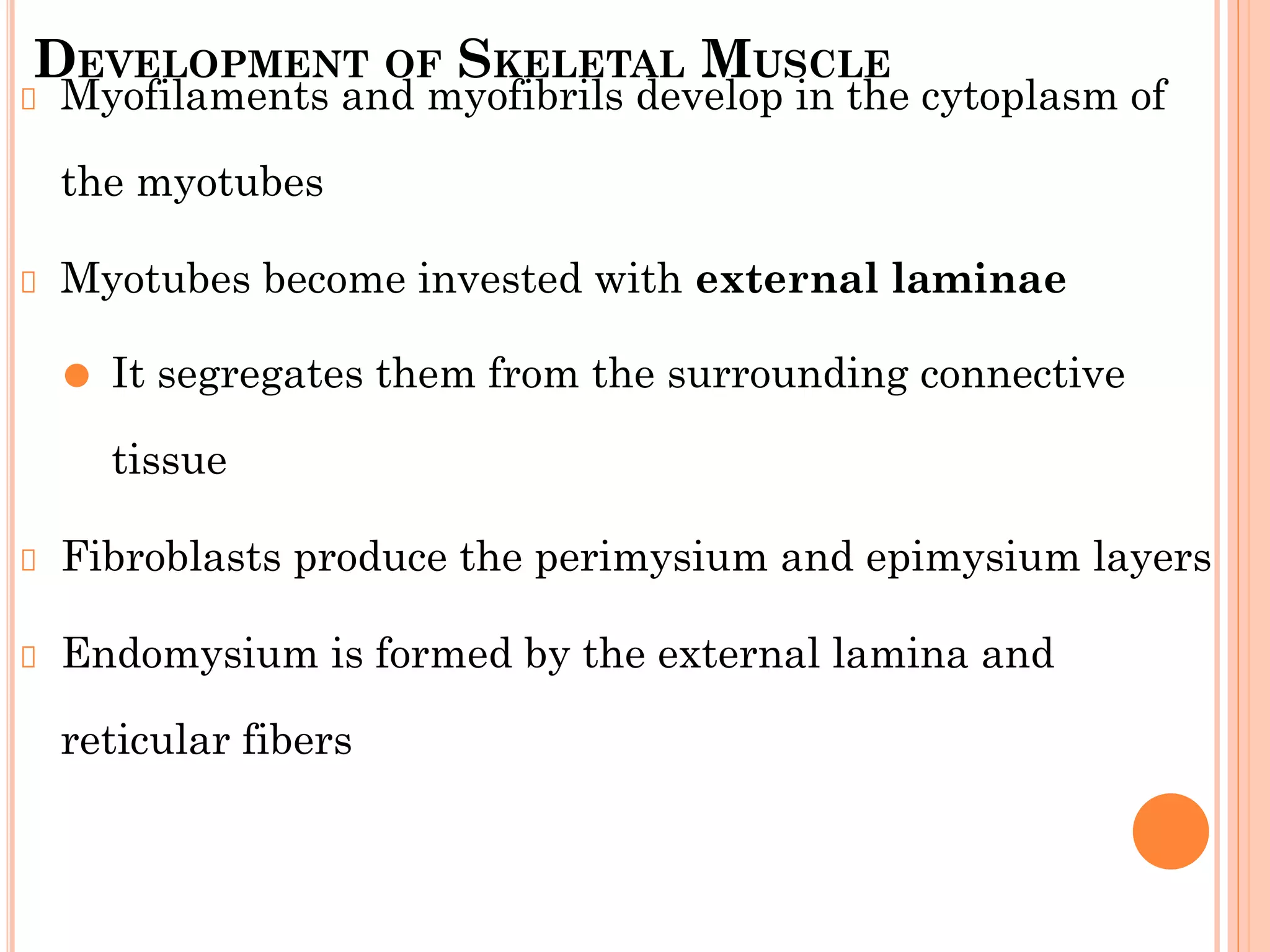 Development of Skeletal Muscle.pptx.pdf