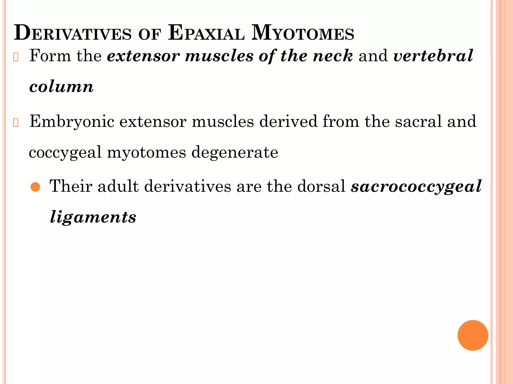 Development of Skeletal Muscle.pptx.pdf