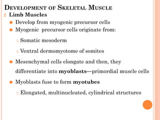Development of Skeletal Muscle.pptx.pdf