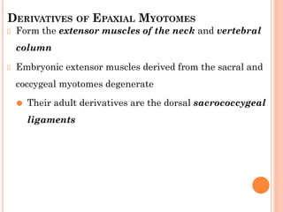 Development of Skeletal Muscle.pptx.pdf