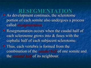 DEVELOPMENT OF SKELETAL SYSTEM mbbs .ppt