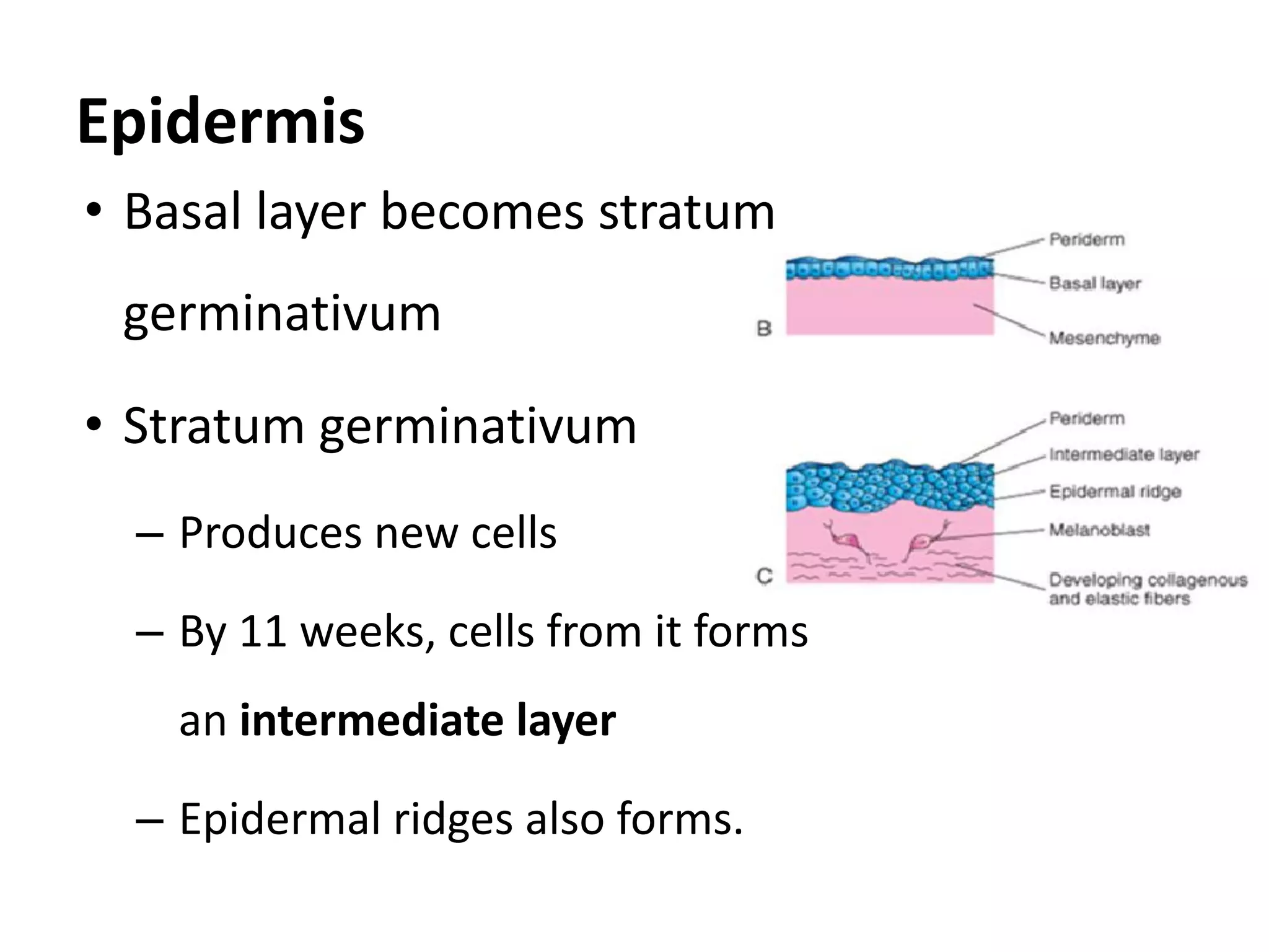 Development of Skin.pptx.pdf