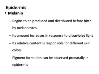 Development of Skin.pptx.pdf