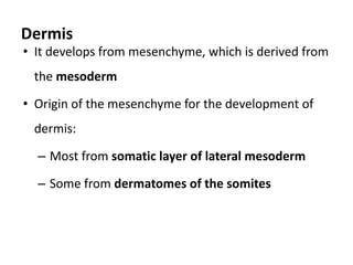 Development of Skin.pptx.pdf