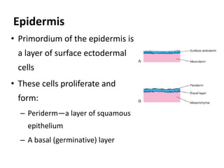 Development of Skin.pptx.pdf