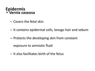 Development of Skin.pptx.pdf