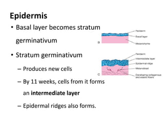 Development of Skin.pptx.pdf