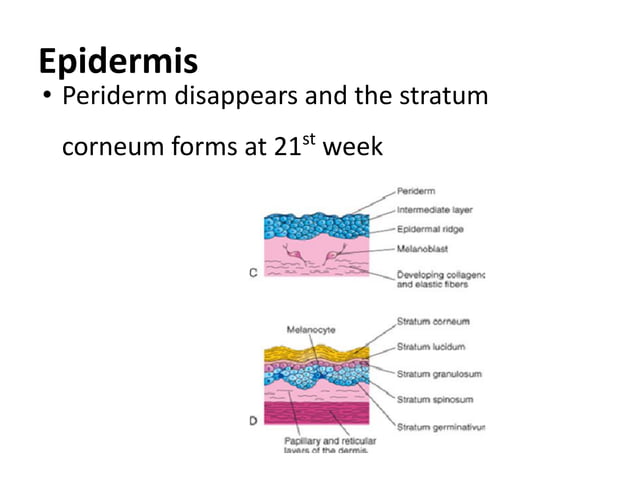 Development of Skin.pptx.pdf