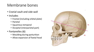 Development of skull embryology copy.pptx