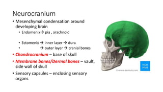Development of skull embryology copy.pptx