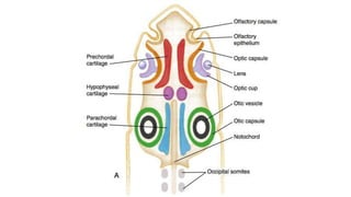 Development of skull embryology copy.pptx