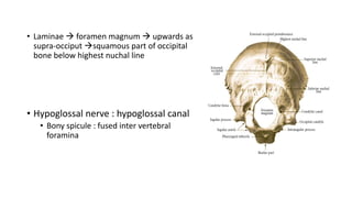 Development of skull embryology copy.pptx