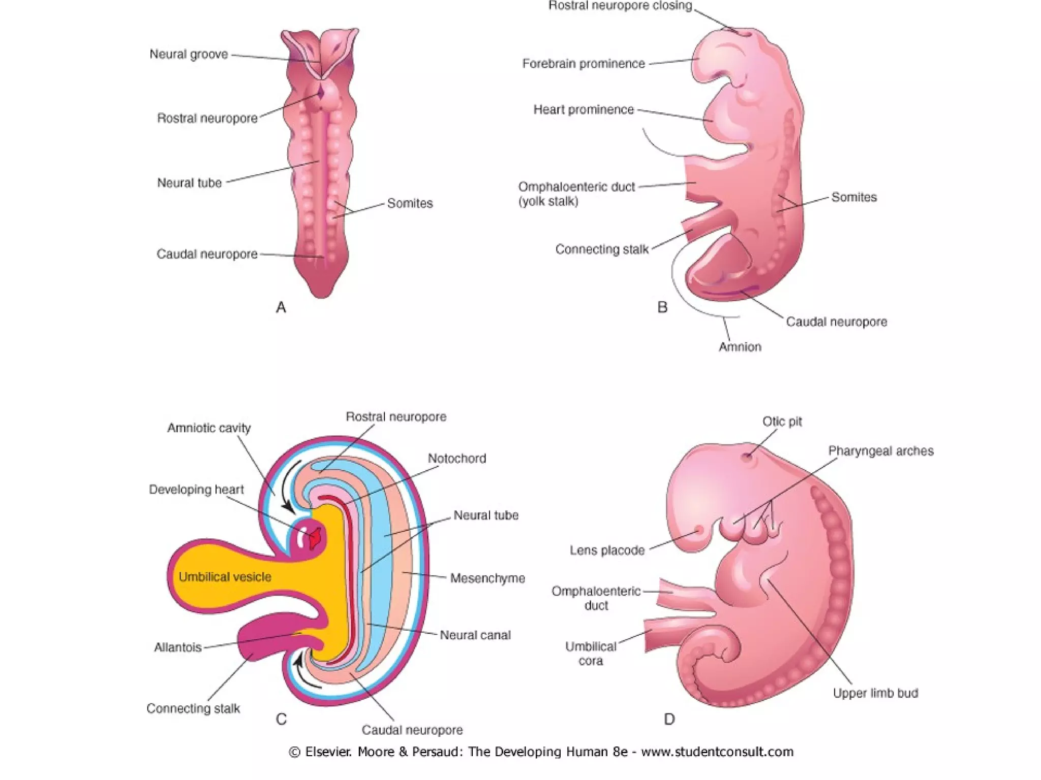 Development of spinal cord by DR.ARSHAD | PPT