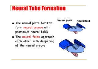 Development of spinal cord | PPTX