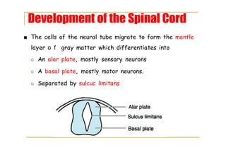 Development of spinal cord | PPTX