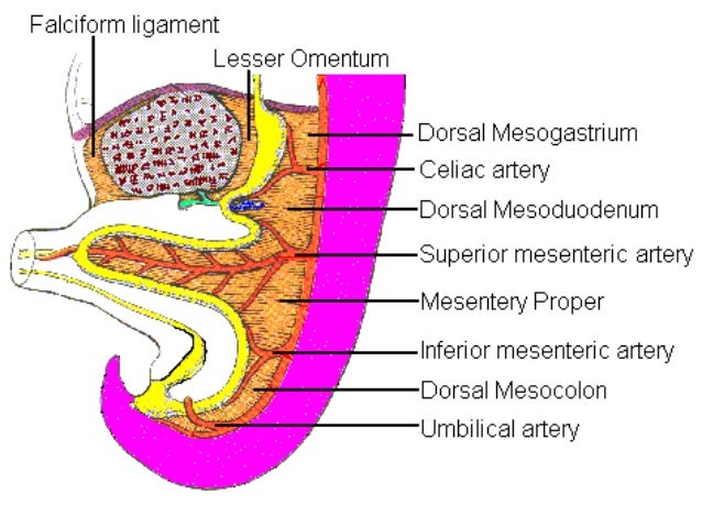 Development of stomach