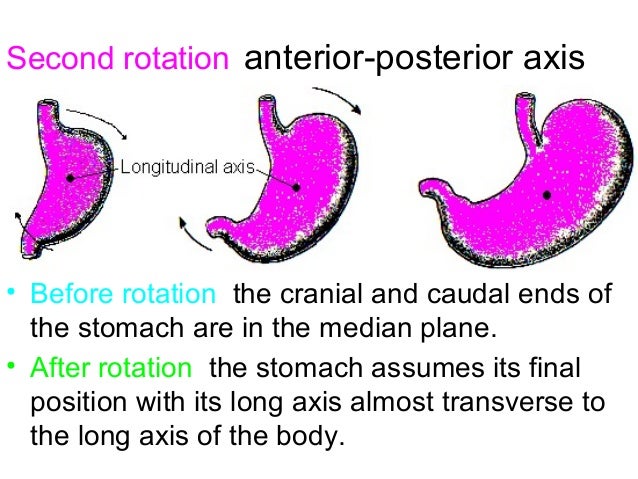 Development of stomach