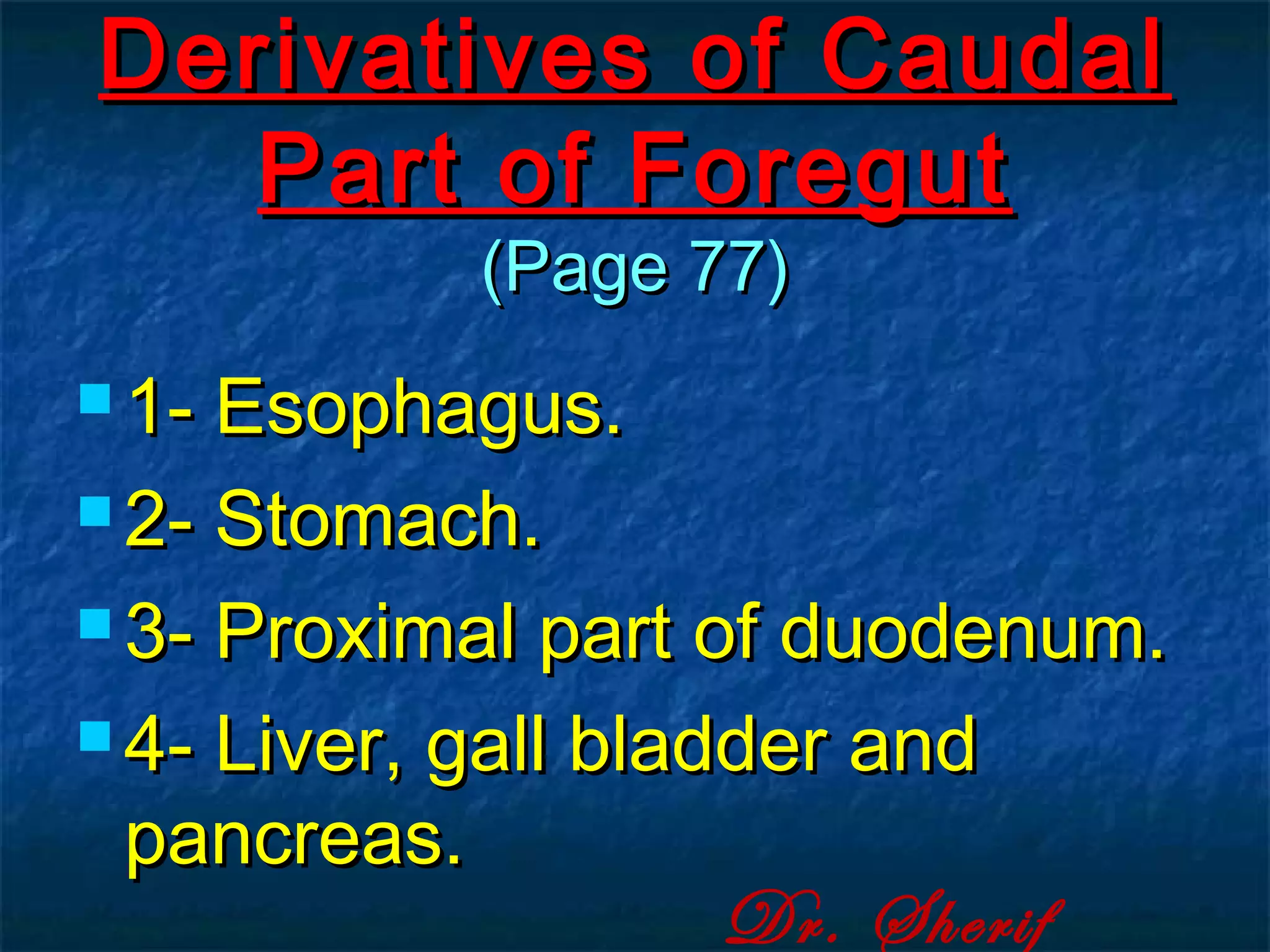 Development of Stomach (Special Embryology) | PPS