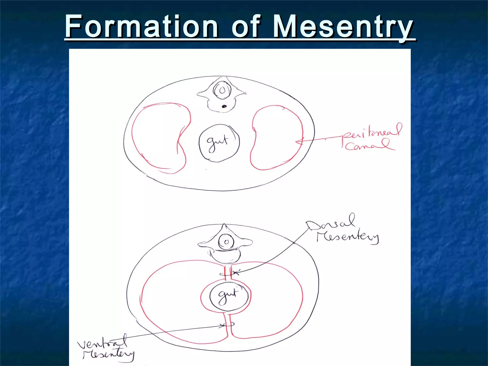 Development of Stomach (Special Embryology) | PPS