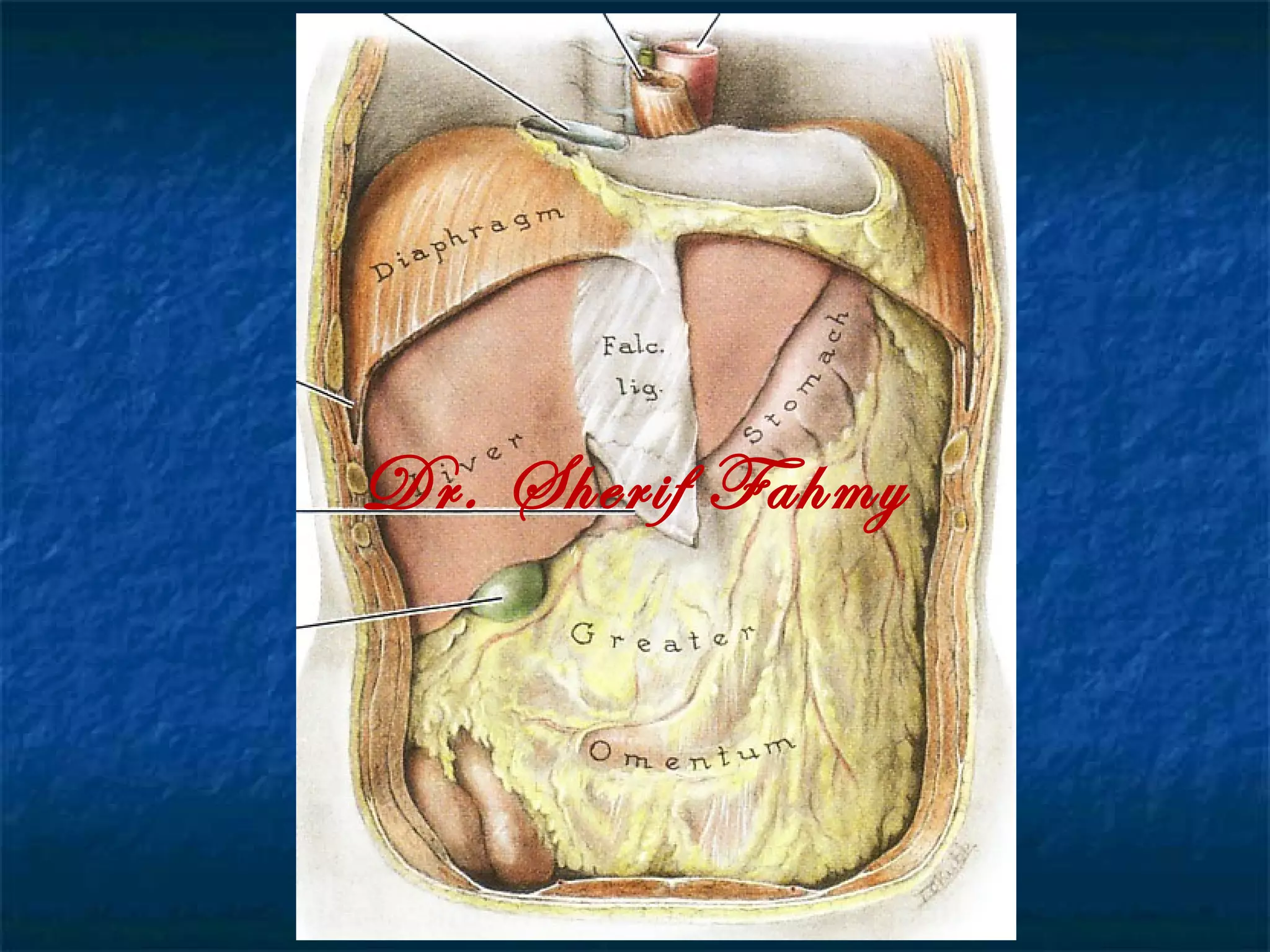 Development of Stomach (Special Embryology) | PPS