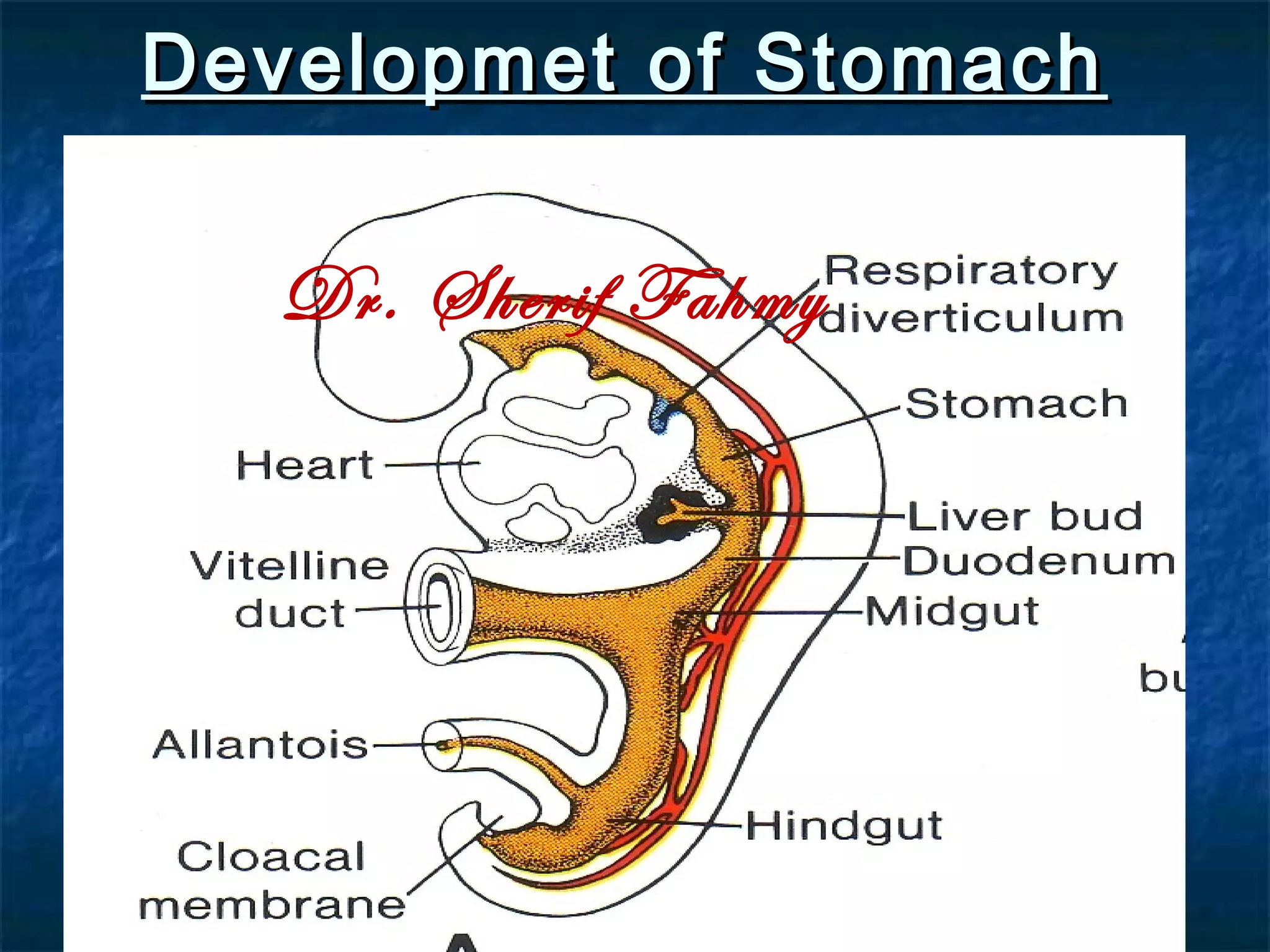 Development of Stomach (Special Embryology) | PPS