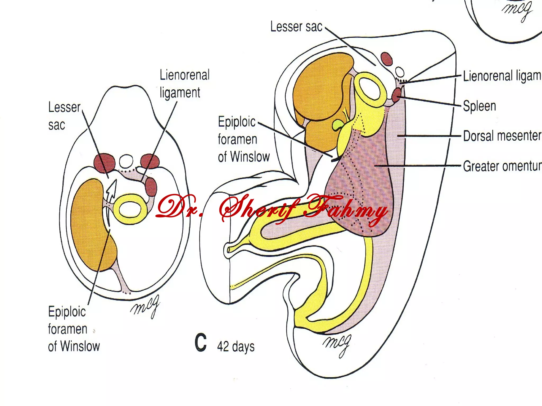 Development of Stomach (Special Embryology) | PPS