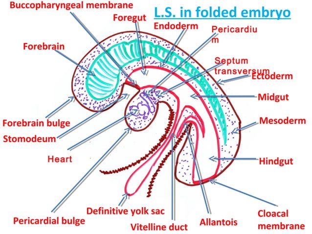 Development of Stomach (Special Embryology) | PPS | Pregnancy ...