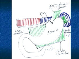 Development of Stomach (Special Embryology) | PPS