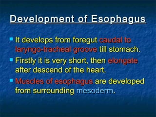 Development of Stomach (Special Embryology) | PPS