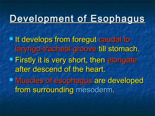 Development of Stomach (Special Embryology) | PPS | Pregnancy ...