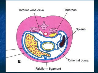 Development of Stomach (Special Embryology) | PPS