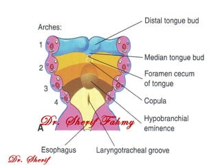 Development of Stomach (Special Embryology) | PPS