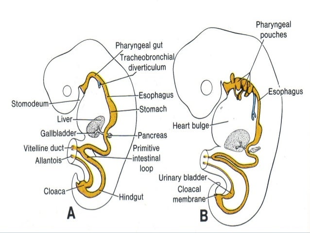Development of Stomach (Special Embryology)
