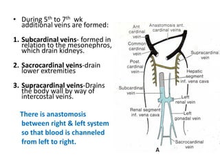 Development of superior venacava and azygous vein | PDF