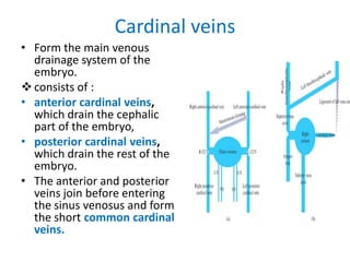 Development of superior venacava and azygous vein | PDF