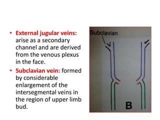 Development of superior venacava and azygous vein | PDF