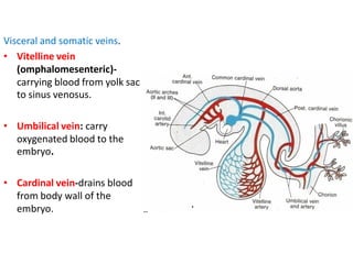 Development of superior venacava and azygous vein | PDF