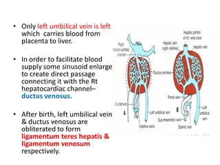 Development of superior venacava and azygous vein | PDF