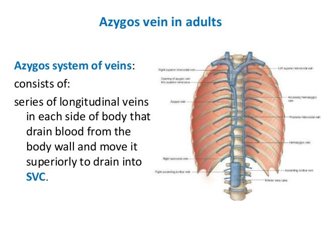 Development of superior venacava and azygous vein