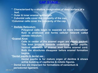 Development of teeth | PPT