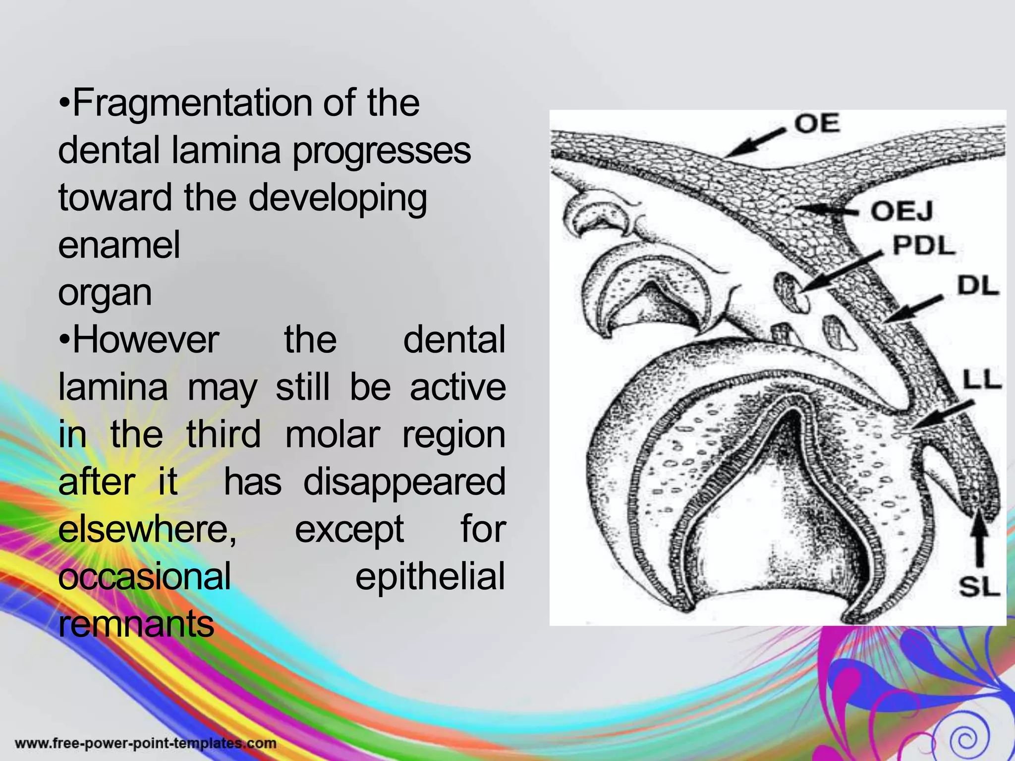 Development of teeth | PPTX