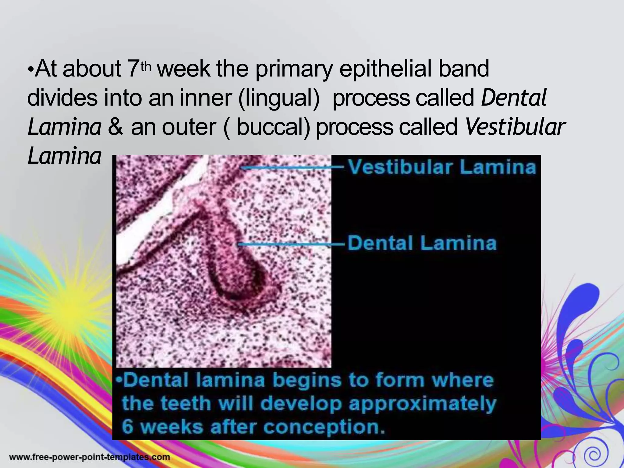 Development of teeth | PPTX