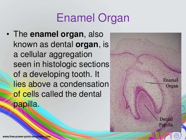 Development of teeth