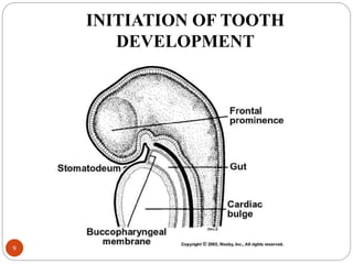 Development of teeth | PPTX