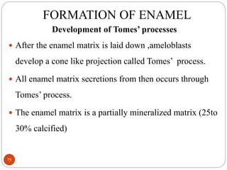 Development of teeth | PPT