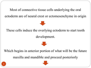 Development of teeth | PPT