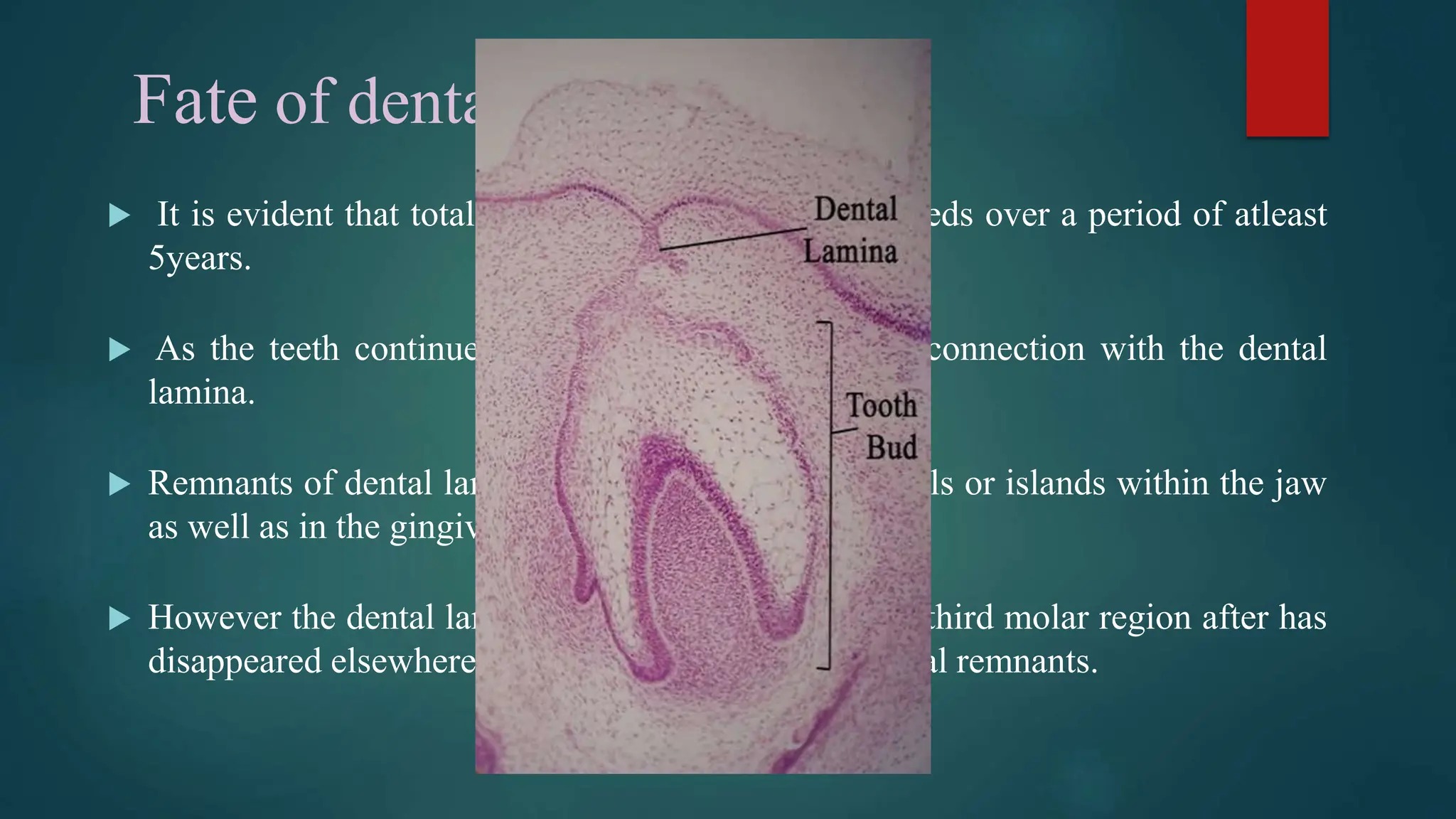 the complete process of development of teeth.pptx