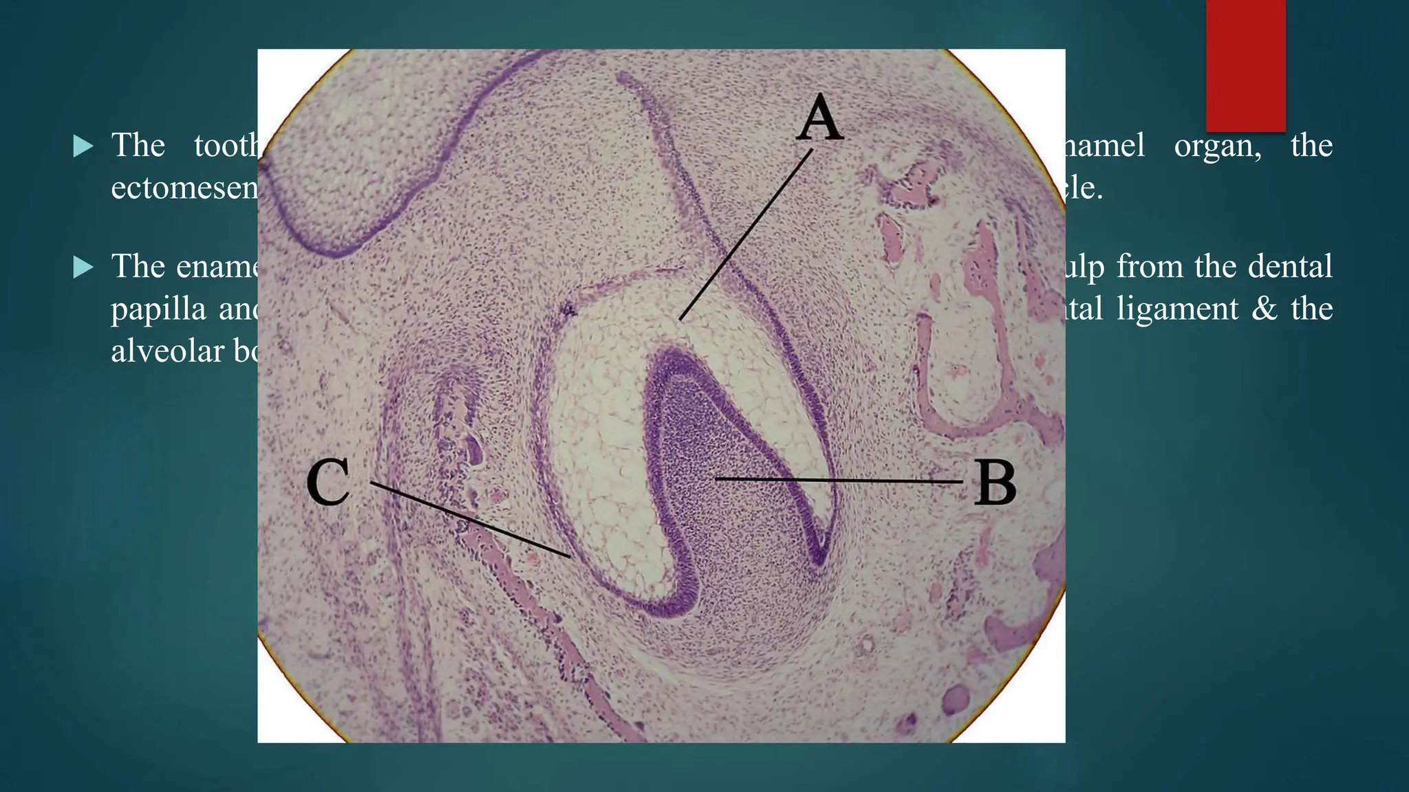 the complete process of development of teeth.pptx